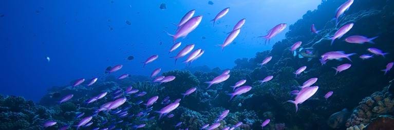 International | RLAM