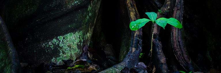 International | RLAM